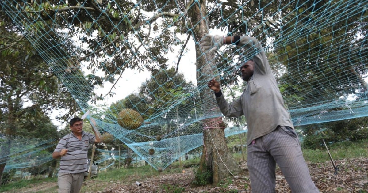 Next day delivery of durian could help supercharge Malaysian durian ...