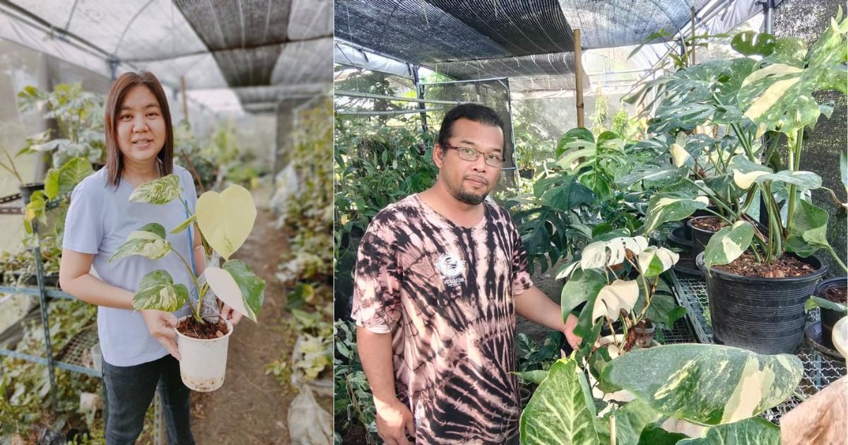 How Thai plant-seller Plantspath branched out from local roots to ...